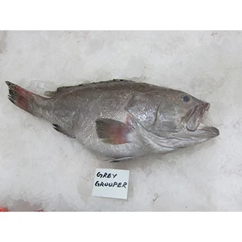 Grey Grouper (seafood) - Grey Grouper From Pakistan - Grey Grouper ...