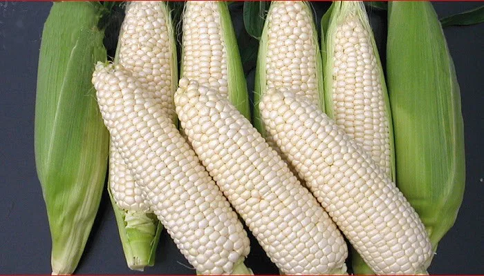 White Corn White Maize Grade A (non Gmo White Corn) - Buy Dry White ...