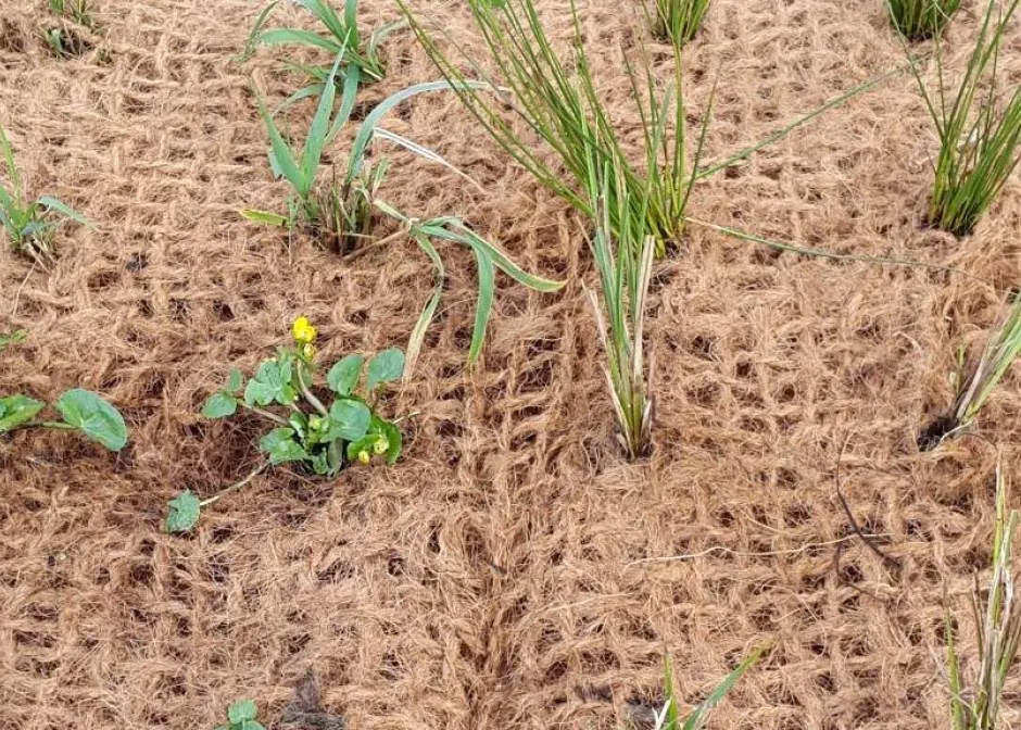 COIR NET/ COCONUT FIBER MESH from Vietnam for Erosion Control