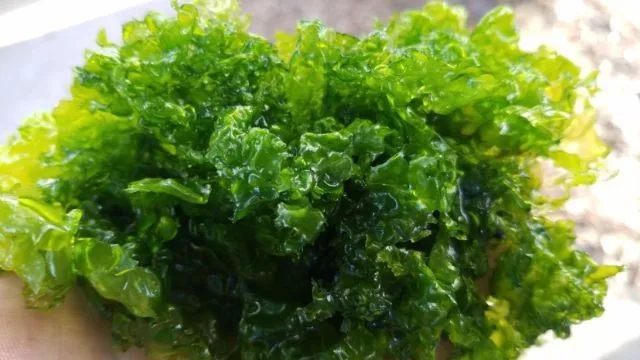 Ulva Lactuca/ Sea Lettuce/ Ulvaceae Powder - Buy Ulva Lactuca Powder ...