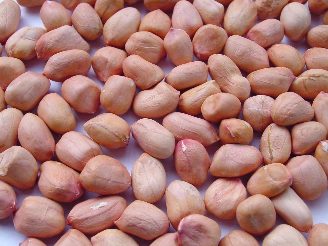 Groundnut Java 50/60 Peanut Kernels Origin Rajasthan From Nik-may ...