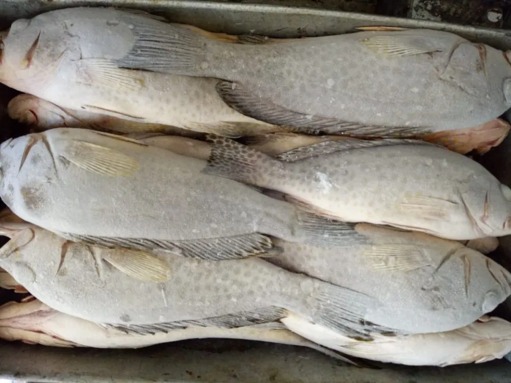 Frozen Grouper Fish Whole Round - Buy Grouper Fish Frozen,Frozen ...