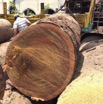 Wood Natural Tali Round (erythrophleum Ivorense) Timber Logs From ...