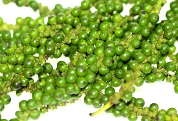 Fresh Peppercorns/ Fresh Green Peppercorns/ Young Green Peppercorns ...