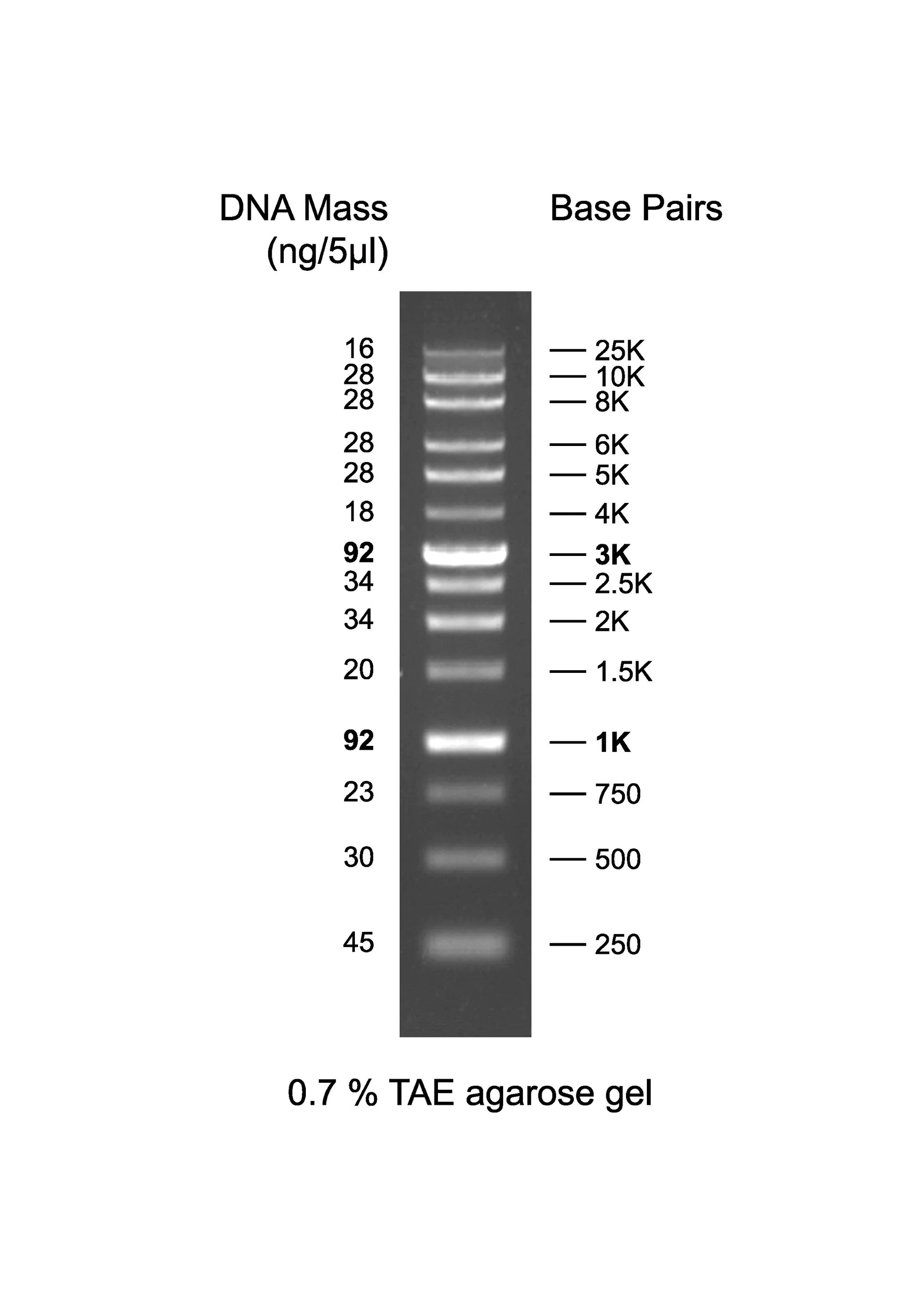 Smart Dna Ladder Simply 250-25k Bp Dna Ladder,Free Shipping - Buy Dna ...