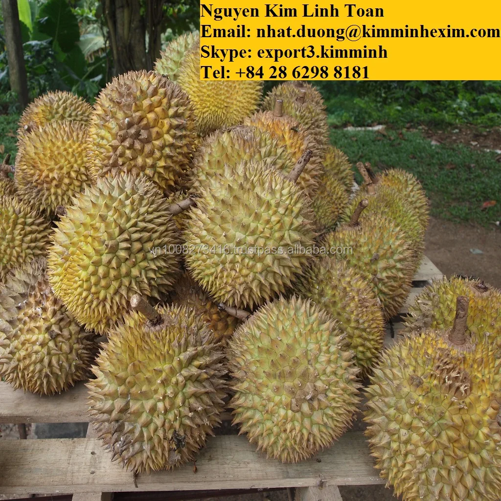 Fresh DURIAN Fruit - Premium Tropical Treat from VN