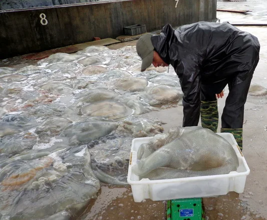 Salted Jelly Fish - Nutritious and Preserved Vietnam Delicacy