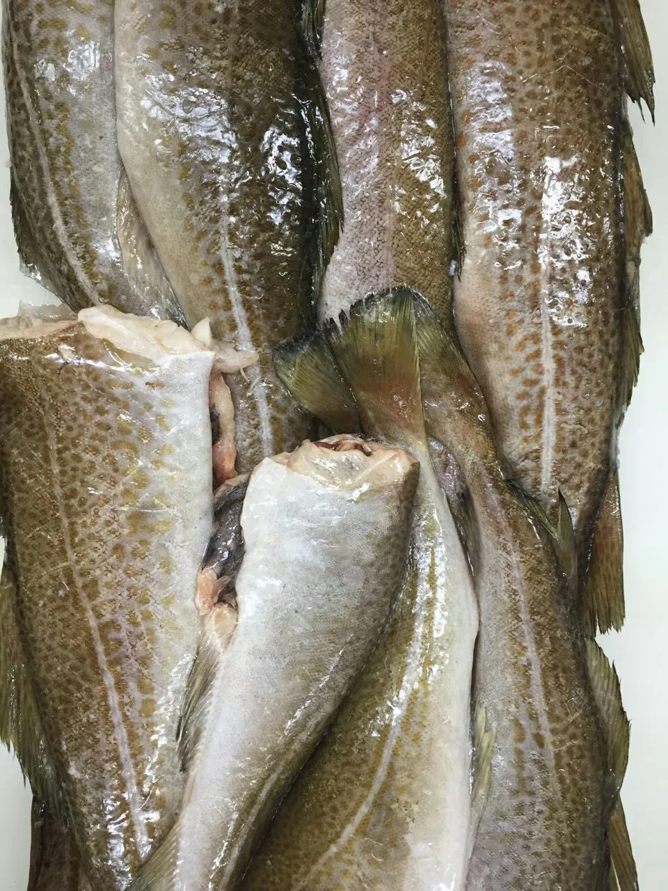 Pacific Gutted Head-off Cod - Buy Cod,Gadus Morhua,Cod Fish Product on ...