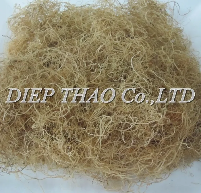 Gracilaria Seaweed Purple Color For Agar Manufactory From Vietnam - Buy ...