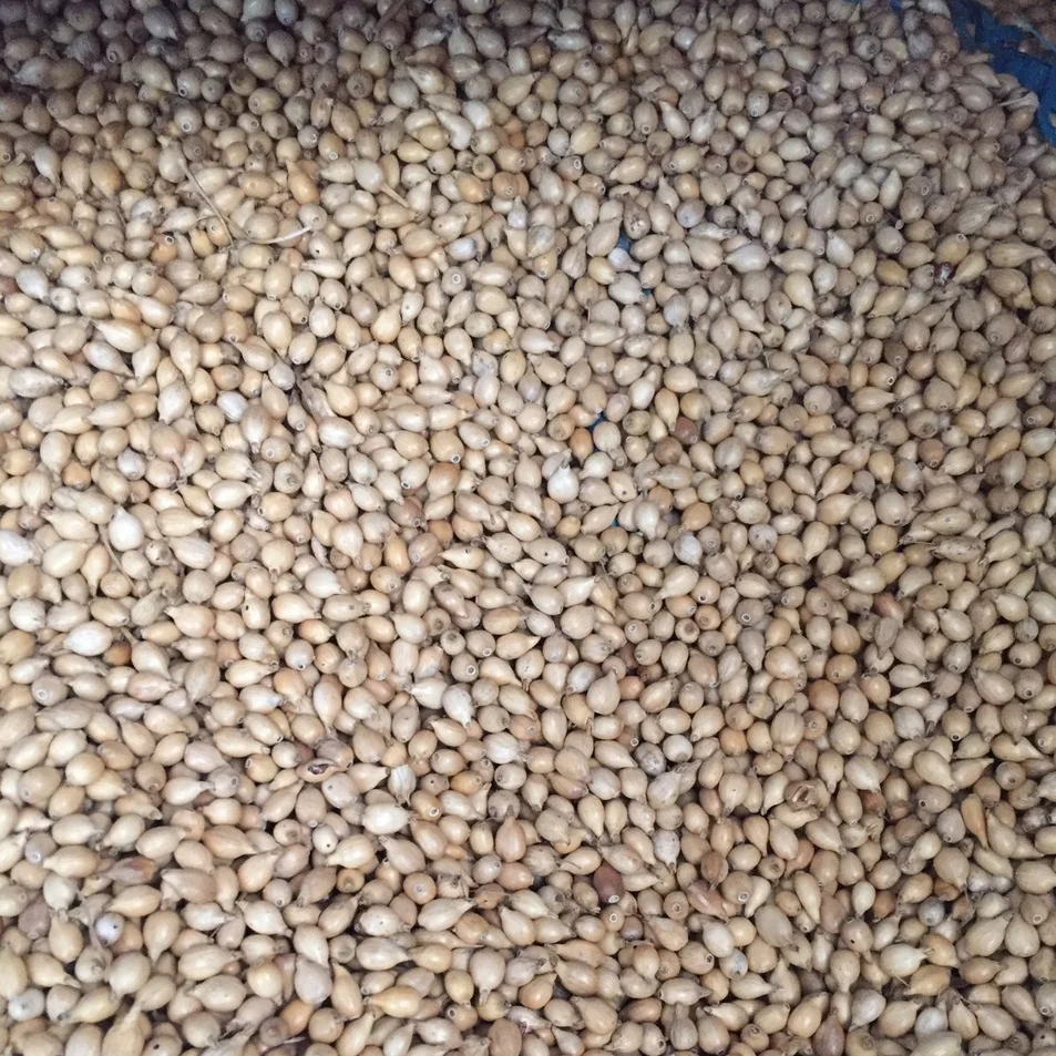 Price Coix Seed| Alibaba.com