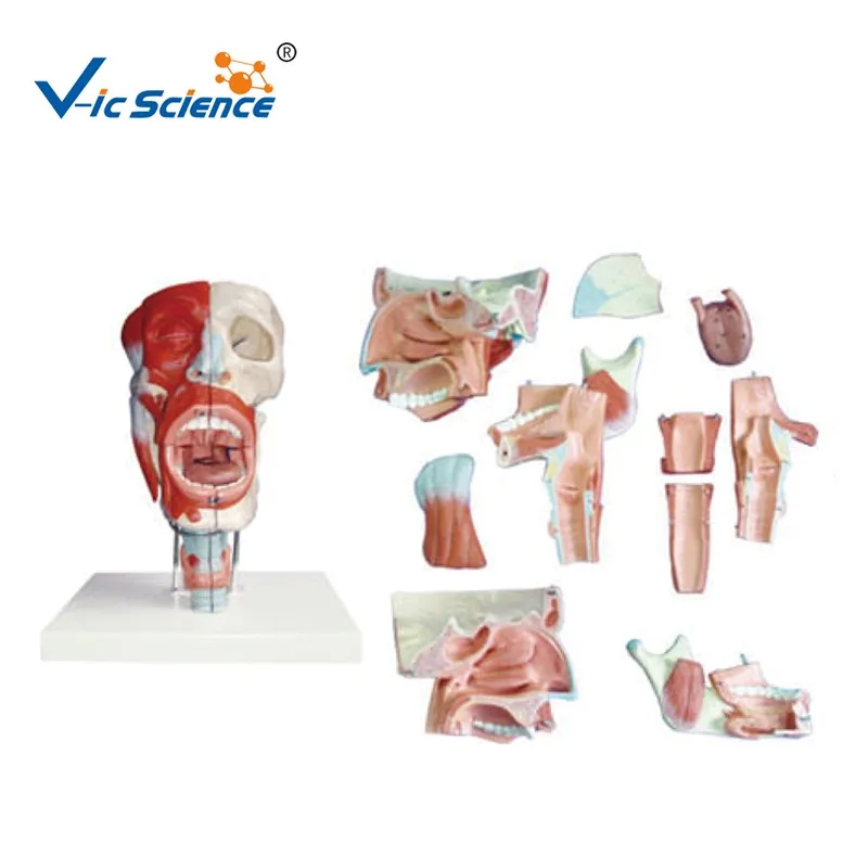 Tıbbi Anatomik Model Burun,Ağız,Farinks Larynx Anatomik Model Tıp ...
