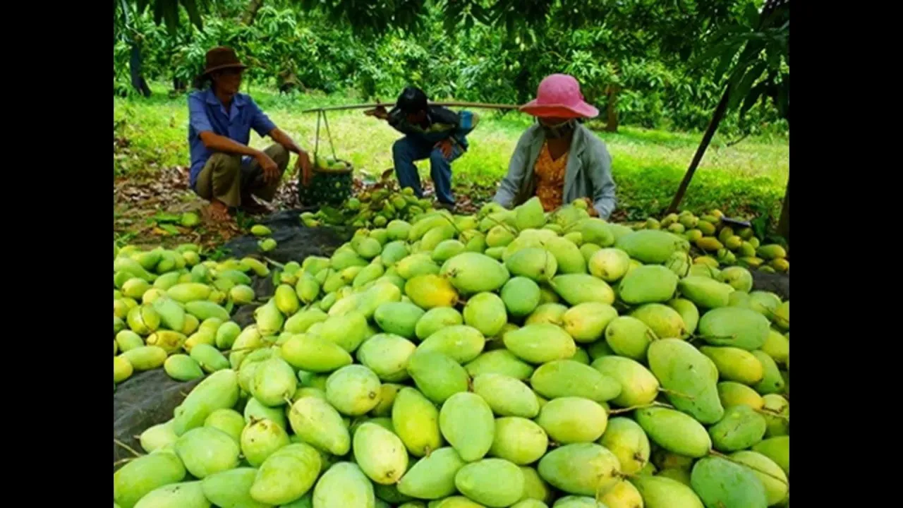 Vietdelta Fresh Mango - Enjoy the Taste of Cat Chu Mango
