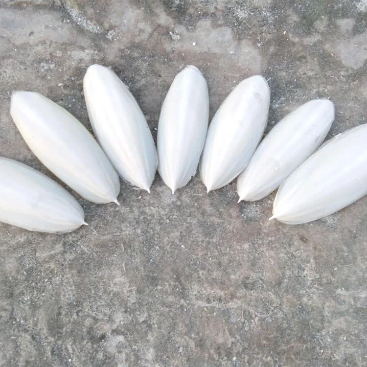 High Calcium Bird Munchies Cuttlefish Bone - Cuttle Bone - Squid Bone ...