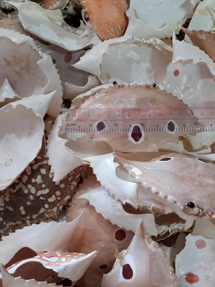 Whole Dried Crab Shell- Dried Crab Shell For Chitin/food Stuff From ...