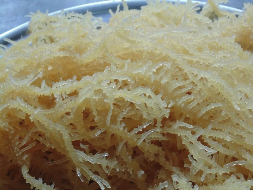 Spinosum Seaweed (eucheuma Cottonii) for Food Ingredients