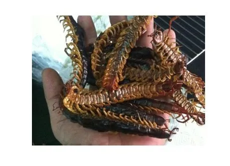 Vietnam Supplier Dried Centipede - High Quality & Cheap Price