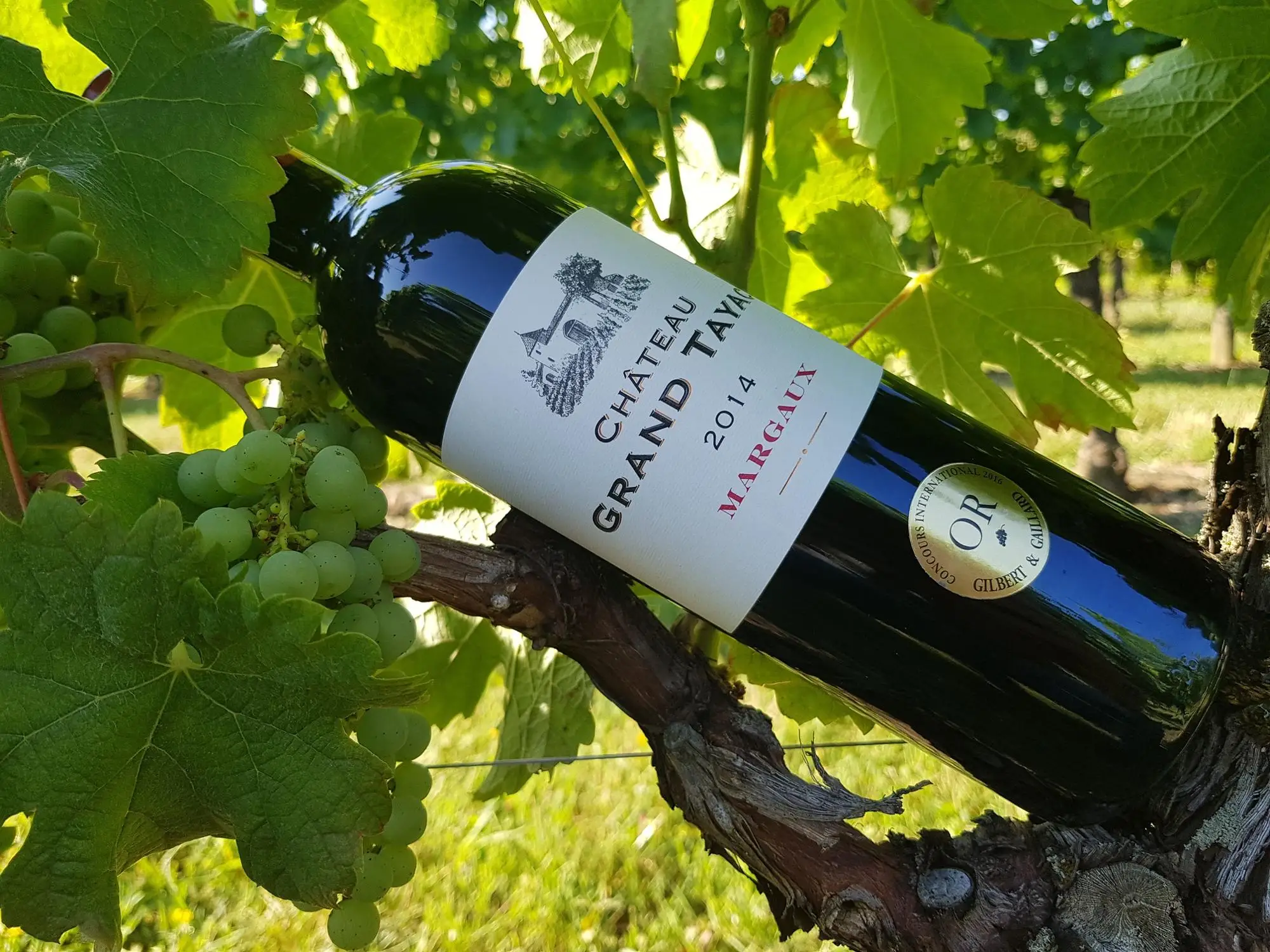 French Red Wine Chateau Grand Tayac Margaux Aoc - Buy Bordeaux Chateau ...