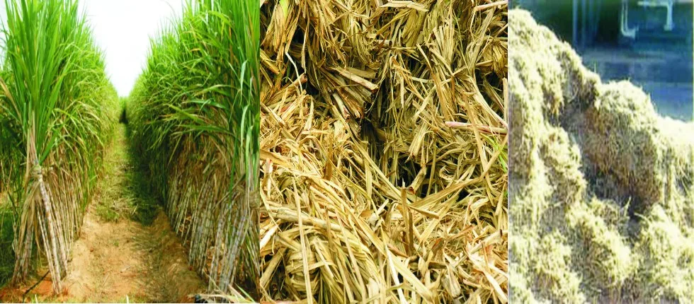 Sugarcane Waste/ Sugar Cane Trash (rubbish)/ Organic Sugarcane Bagasse ...