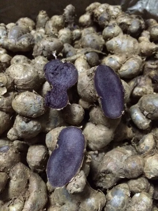 Black Ginger (Kaempferia Parviflora) - Fresh Sliced Ginger from Vietnam ...