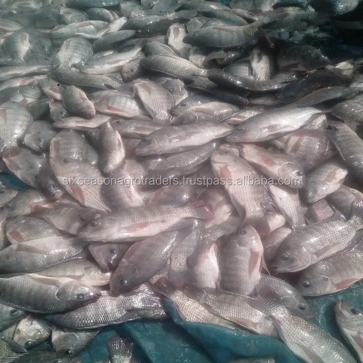 400-700gm Top Quality Fresh Tilapia Fish - Buy Tilapia Fish,Frozen ...