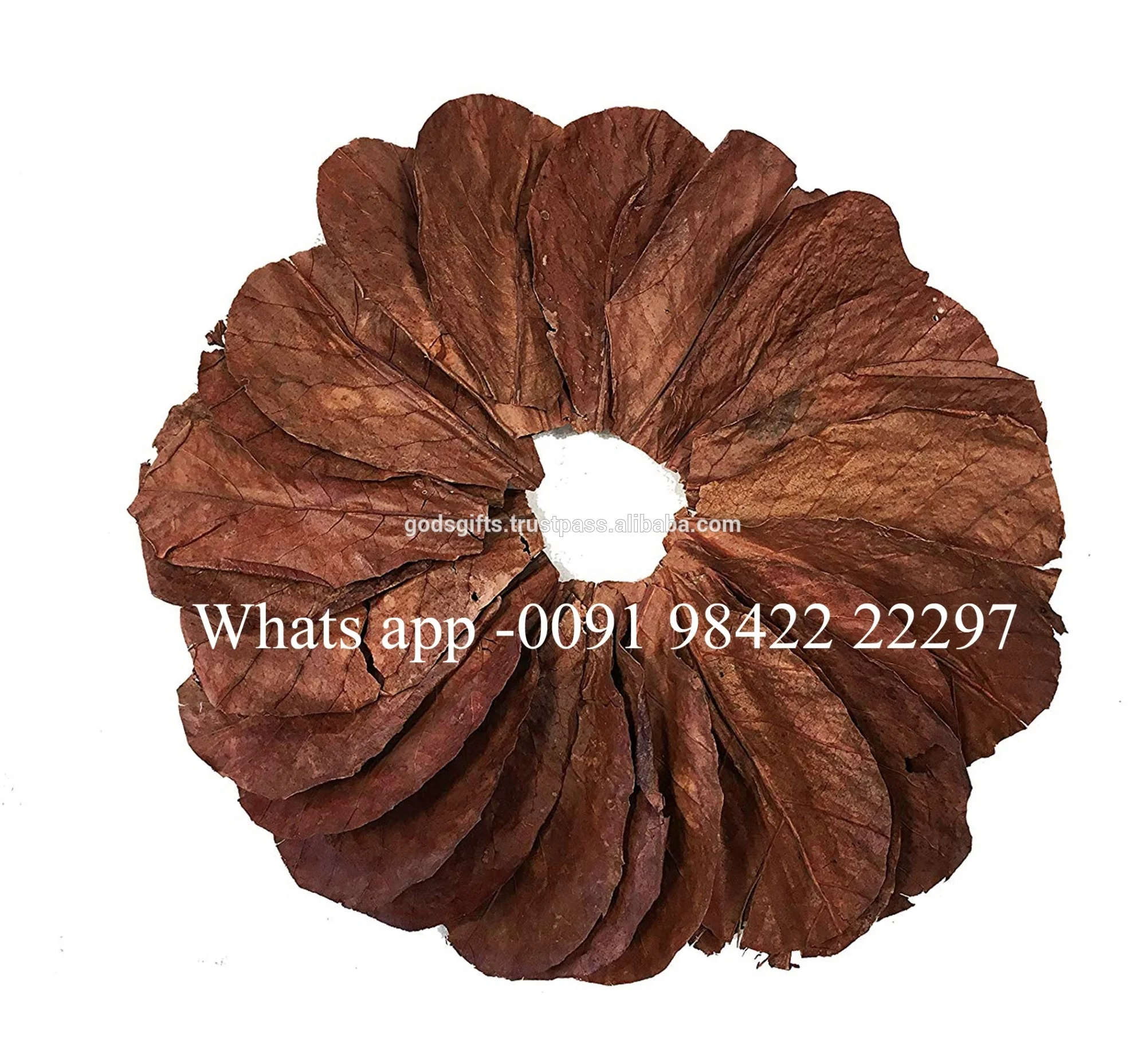 Terminalia Catappa / Indian Almond Leaves Wholesale For Aquarium Buy ...