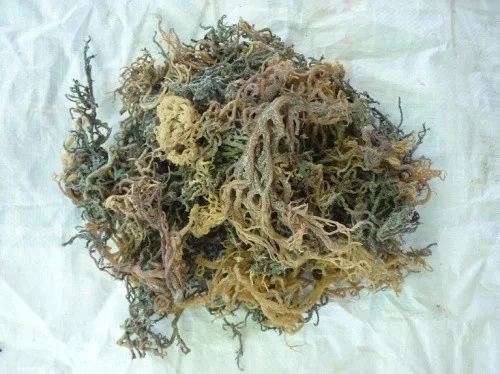 Eucheuma cottonii,Cameroon Eucheuma cottonii price supplier - 21food