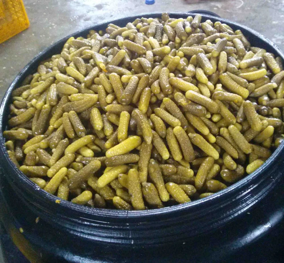 Pickled Gherkin in Drum - Viet Delta Canned Cucumbers