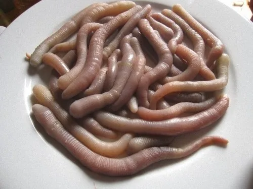 Sipunculus Nudus - High Quality Dried Sea Creatures