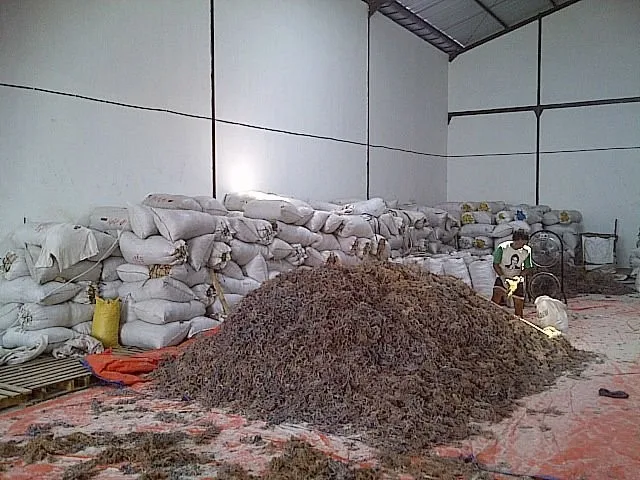 Eucheuma cottonii,Cameroon Eucheuma cottonii price supplier - 21food