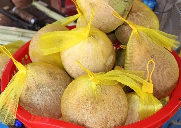 Fresh Makapuno Coconut - Delicious Tropical Coconut Meat for Culinary ...