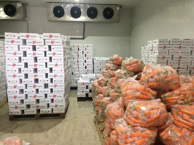 Vietnam Fresh Carrots - Global GAP Certified Export Standard