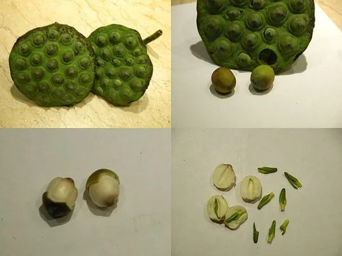 Heart of Lotus Seed Lotus Plumule Scented Tea - Organic & Health