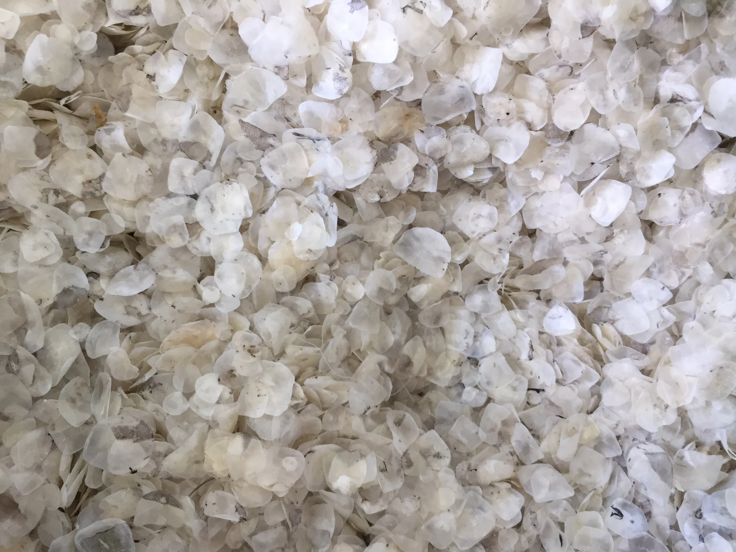 Wholesale Price Dried Fish Scale - Vietnam Manufacture Dried Seabass ...