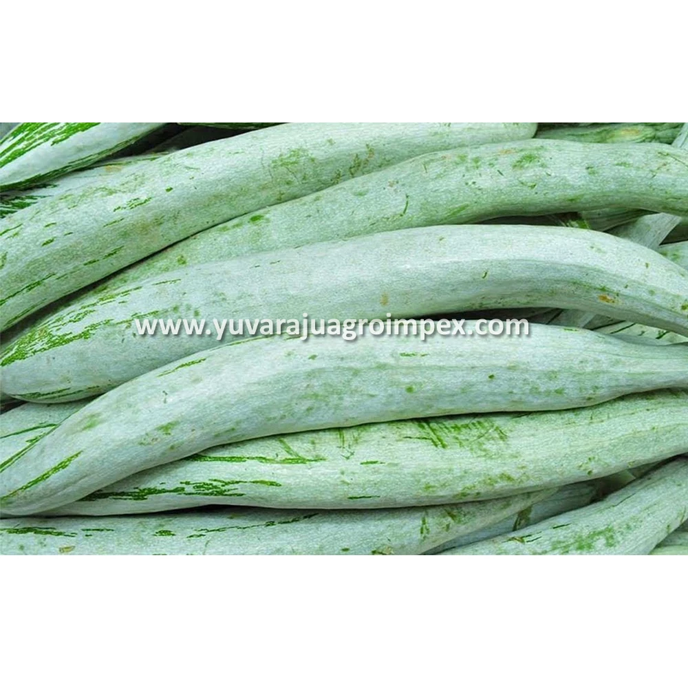 Fresh Snake Gourd/padavalanga/chichinga/pudalangai/padwal/paddulkai ...