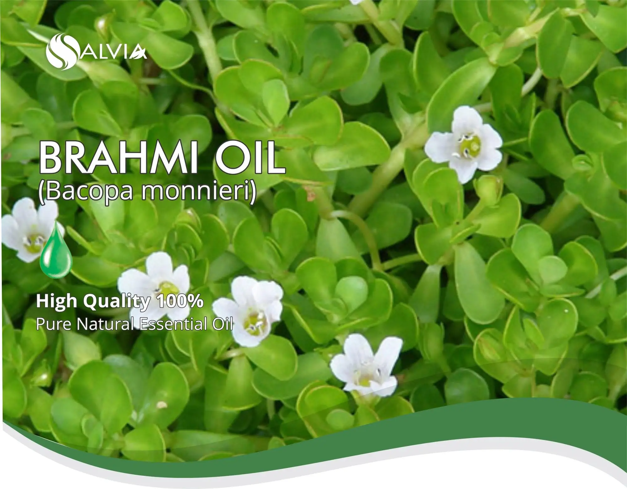 100 % Pure And Natural Brahmi Oil (bacopa Monnieri) - Buy 100 % Pure ...