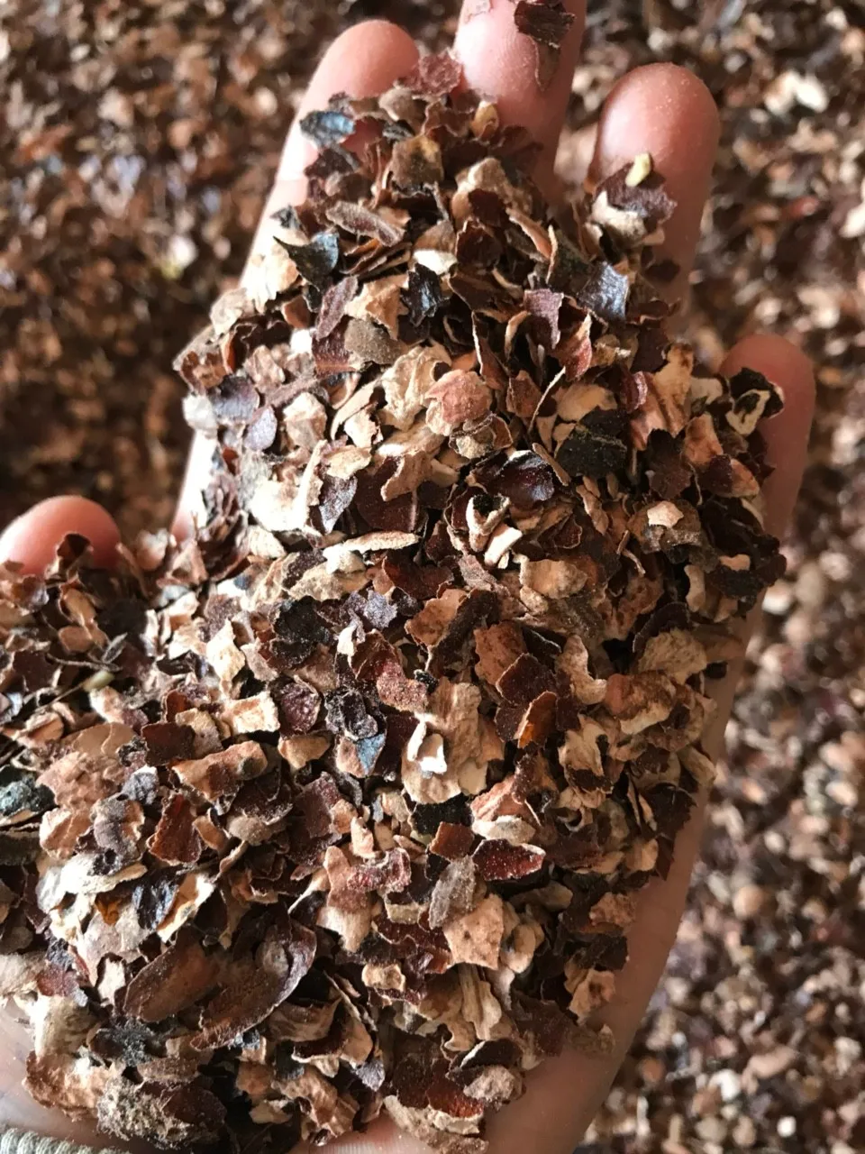 Testa Skin Pellets To Extract Tannins From Vietnam - Buy Cashew Nut ...