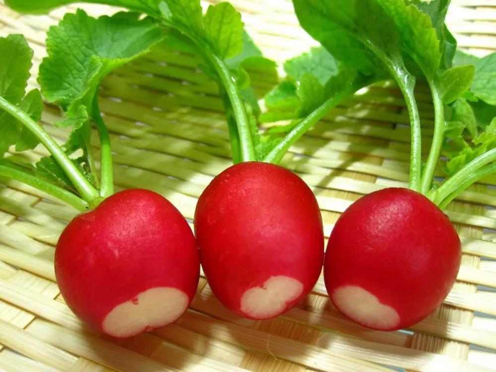Radish Red - Fresh and Healthy Cruciferous Vegetable