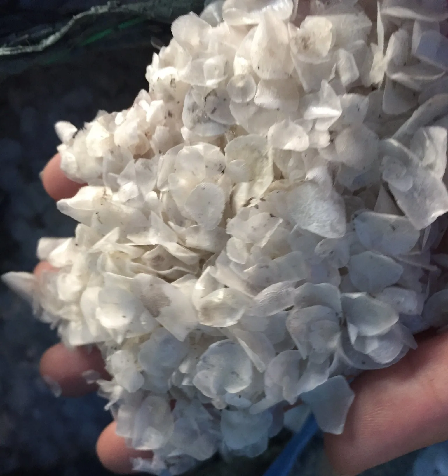 DRIED SCALLOP SHELL SEASHELLFOR MAKING HANDICRAFT| Alibaba.com