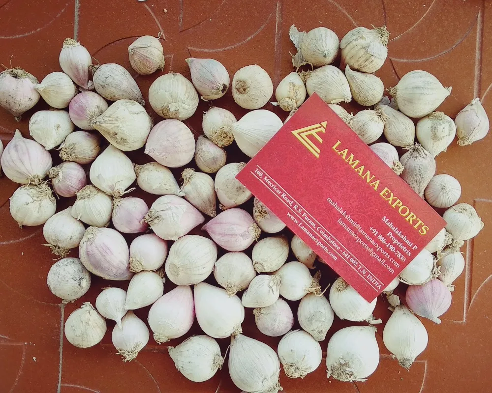 Single Clove Garlic For Export Vietnam Malaysia Singapore - Buy Solo ...