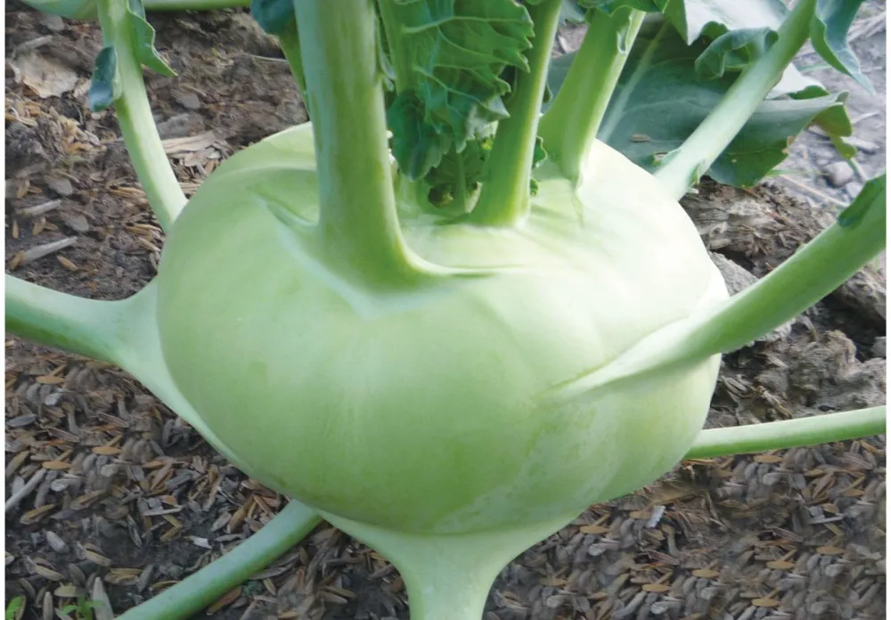 Kohlrabi Vegetables (whatsapp: +84 845 639 639) In 2020 - Buy Kohlrabi ...