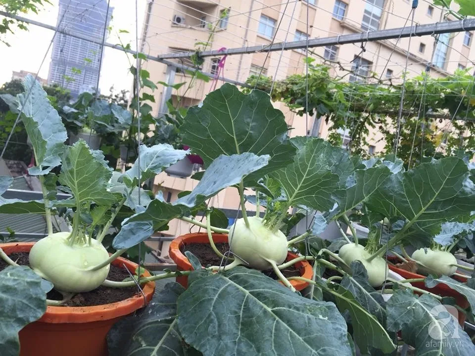 Kohlrabi Vegetables - Fresh, Natural, and Long-Shelf Life