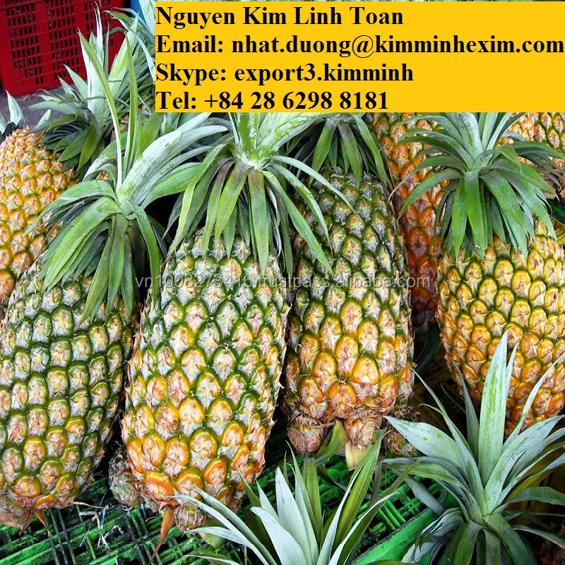 Fresh Queen Pineapple - Sweet and Juicy Tropical Fruit