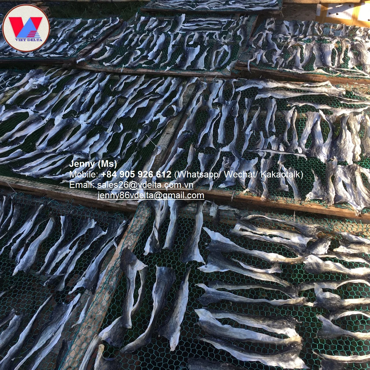 Dried Fish Skin/ Pangasius Fish Skin/ Basa Skin (jenny +84 905 926 612 ...