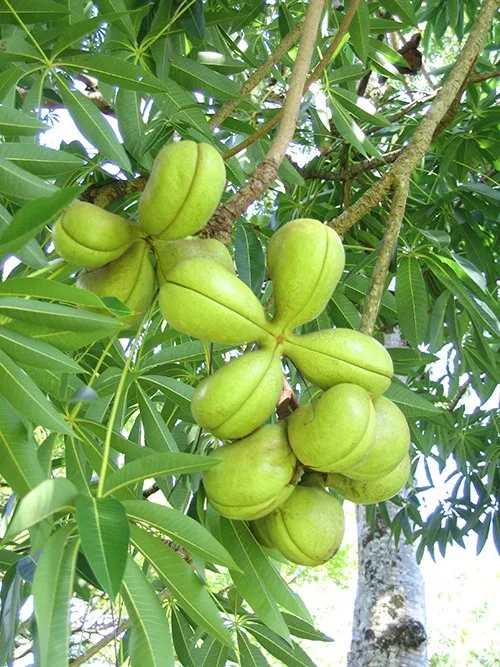 Natural Karaya Gum Wholesaler - Organic & Sterculia Gum