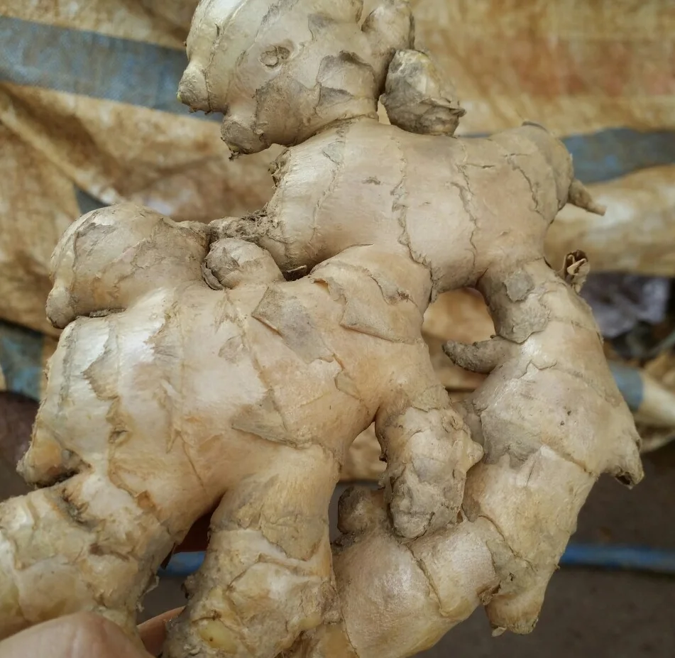 Fresh Ginger 200gr Up/ Fresh Ginger/fresh Ginger 5 Kg Per Carton - Buy ...