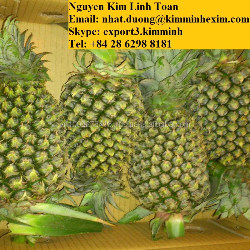 Fresh Queen Pineapple - Sweet and Juicy Tropical Fruit