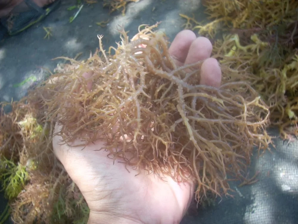 Dried Eucheuma Cottonii Seaweed From Vietnam/irish Seamoss High Quality ...