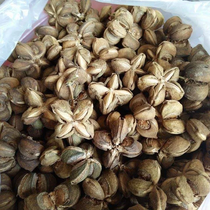 Wholesale Inca Nuts - Sacha Inchi Nuts/ Mountain Nuts From Vietnam ...