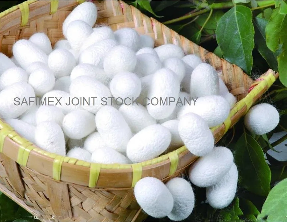 Silk Cocoon 100% Natural From Vietnam With Competitive Price And Best ...