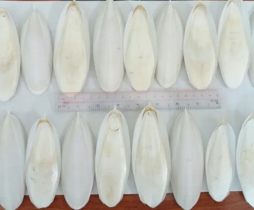 Cuttlefish Bone - Dried Squid Bone for Pet and Herb Use